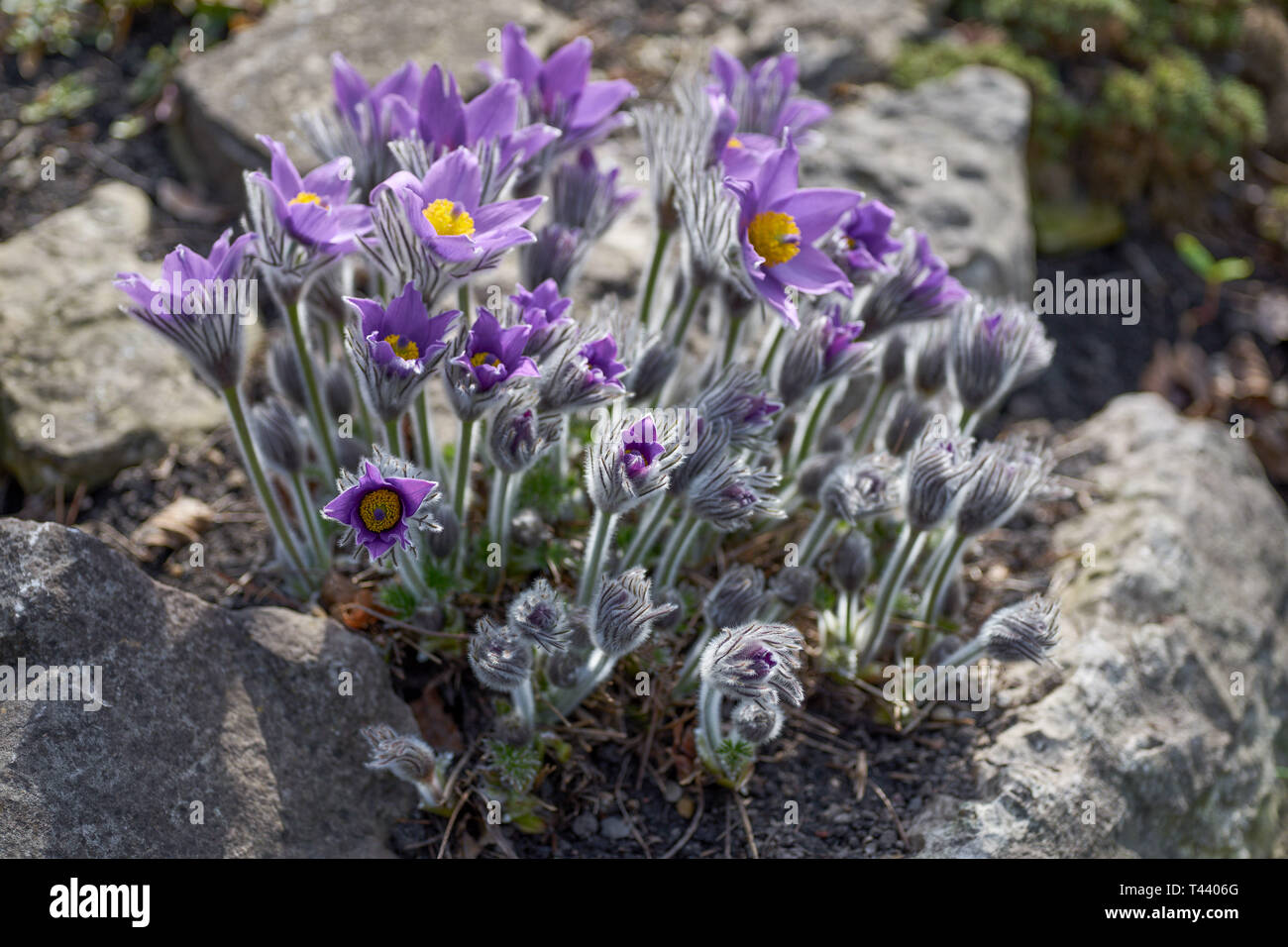 Pasque flowers flourishing Pulsatilla halleri subspecies slavica Stock ...