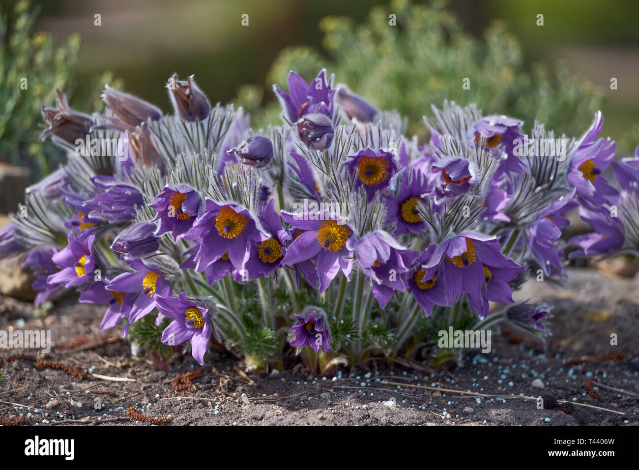 Pasque flowers flourishing Pulsatilla halleri subspecies slavica Stock ...