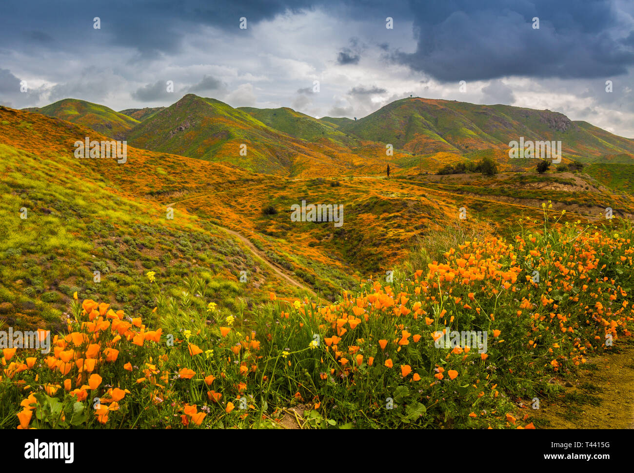 Poppy fields in Southern California Stock Photo - Alamy