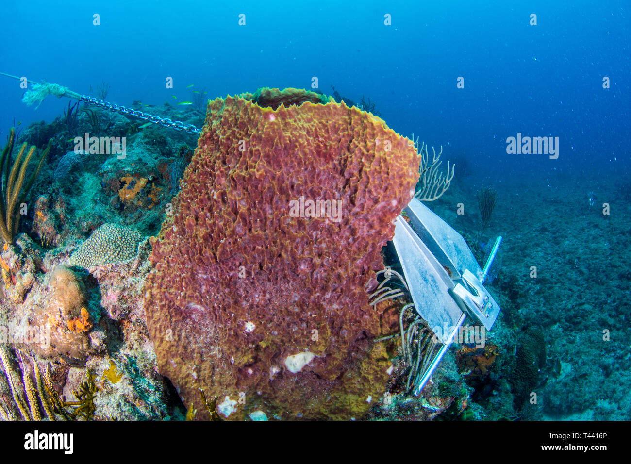 coral damaged by water warming and anchor Stock Photo - Alamy