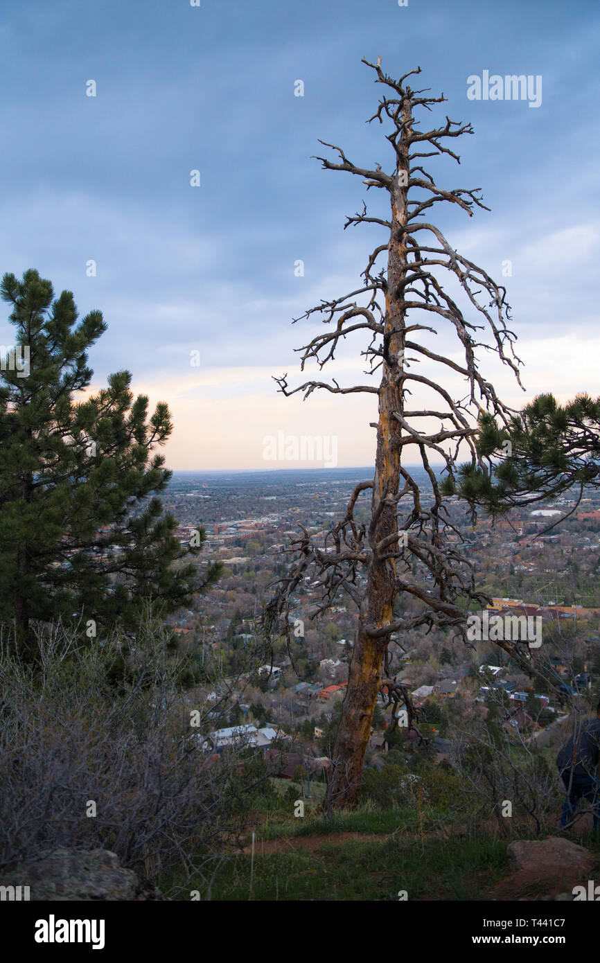 Twisted bare dead tree on mountain summit seen from Flagstaff Mountain ...