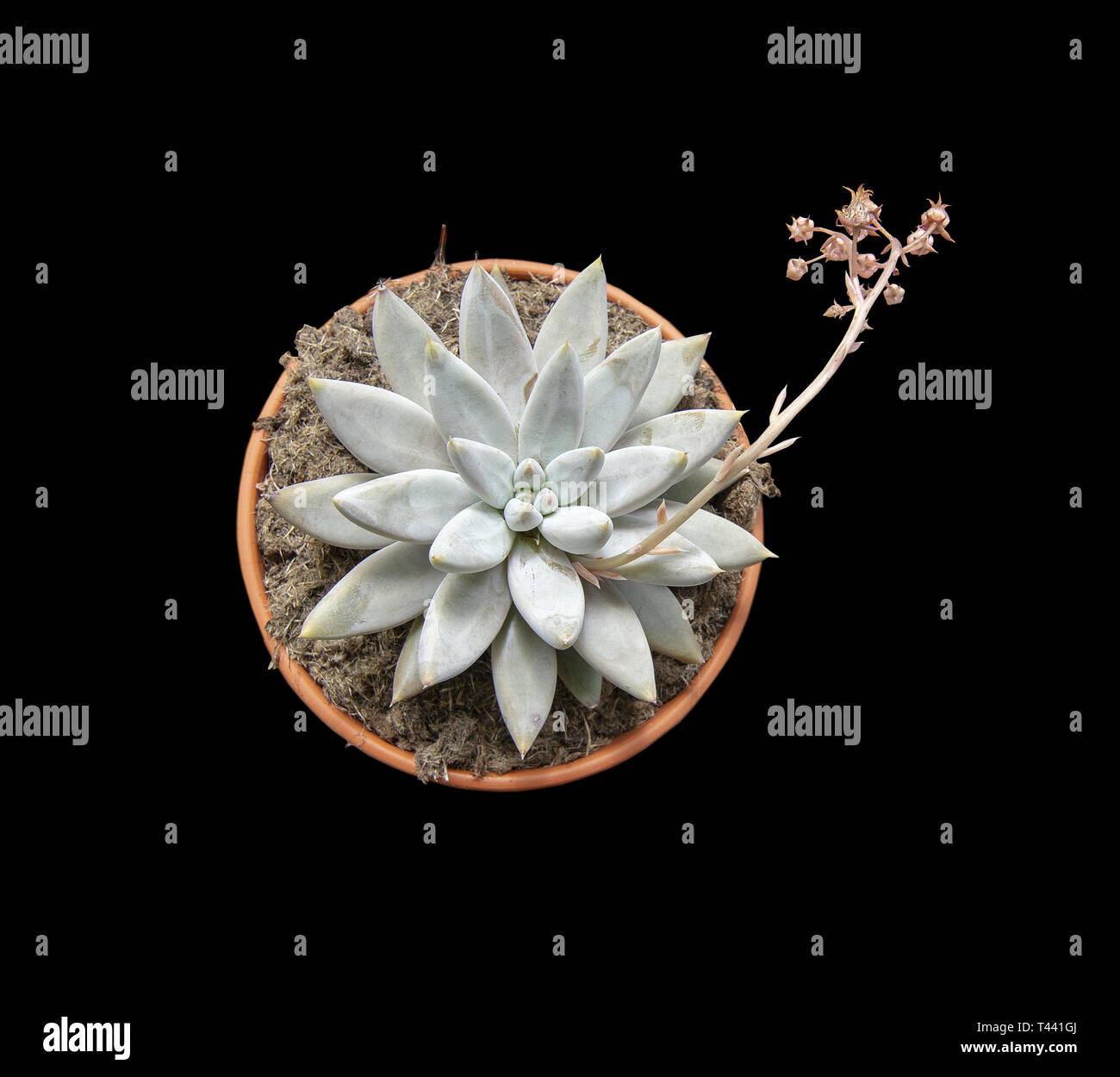 Cactus plant or sedum succulent with flower in pot from above isolated ...