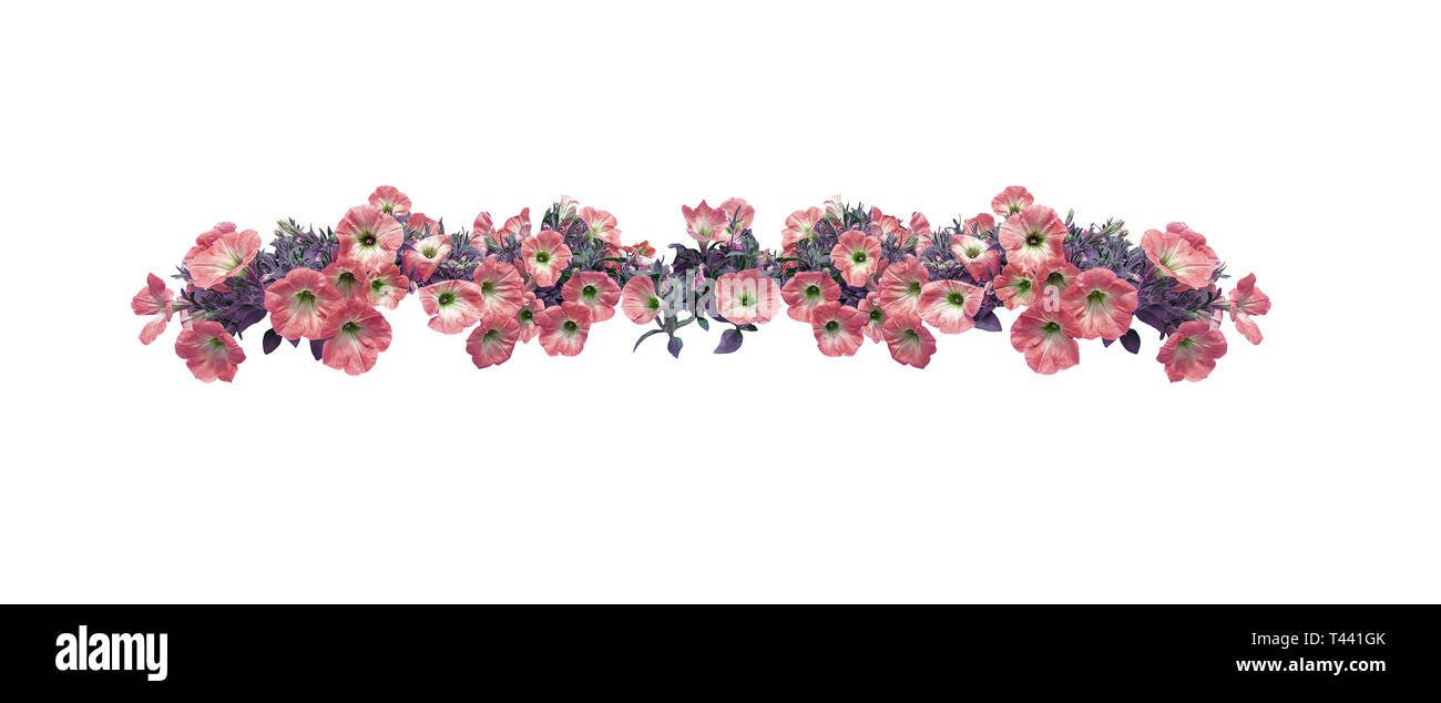 Pink petunia flowers string margin element isolated on white. Spring ...