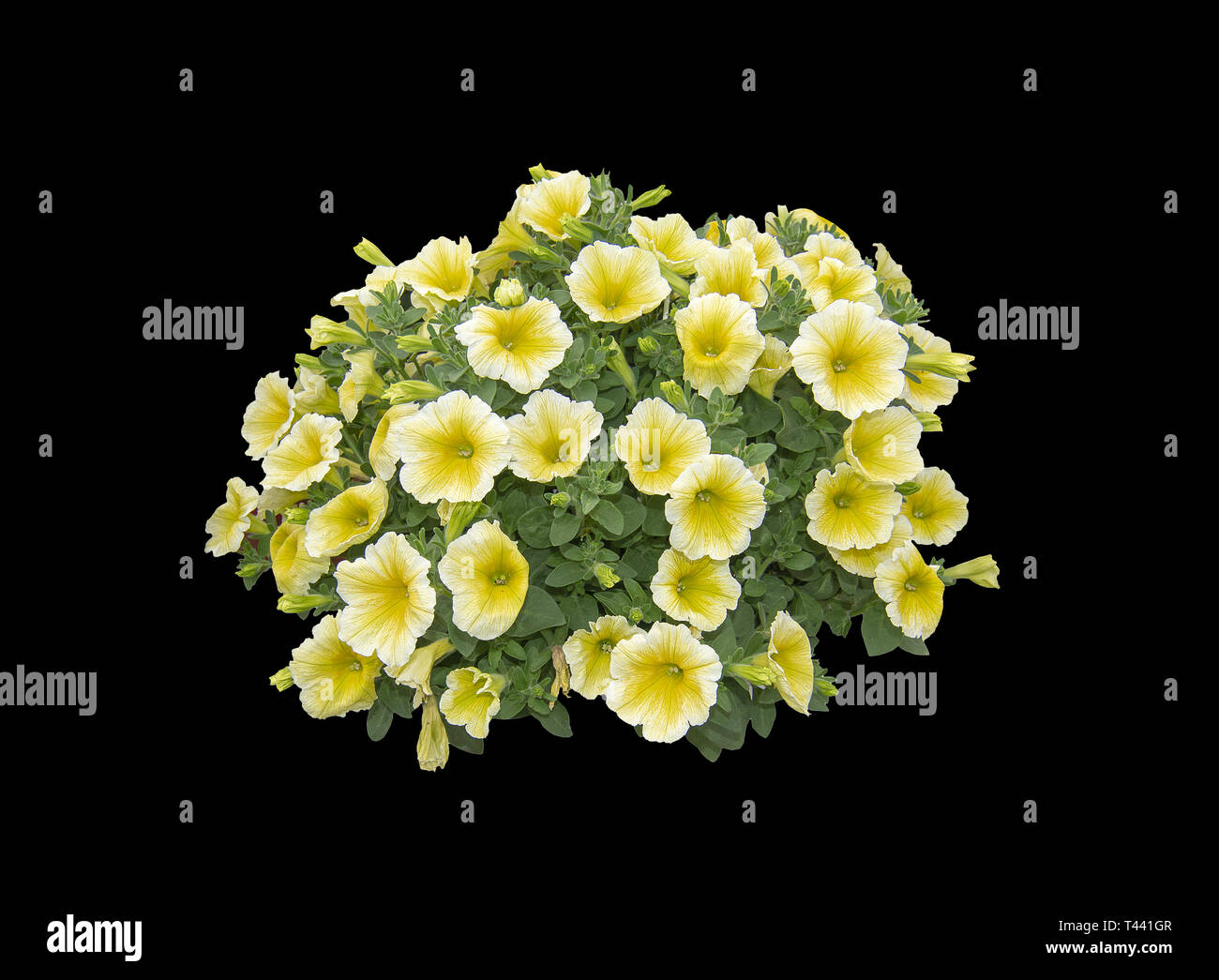 Yellow white petunia flowers composition in round shape isolated on ...