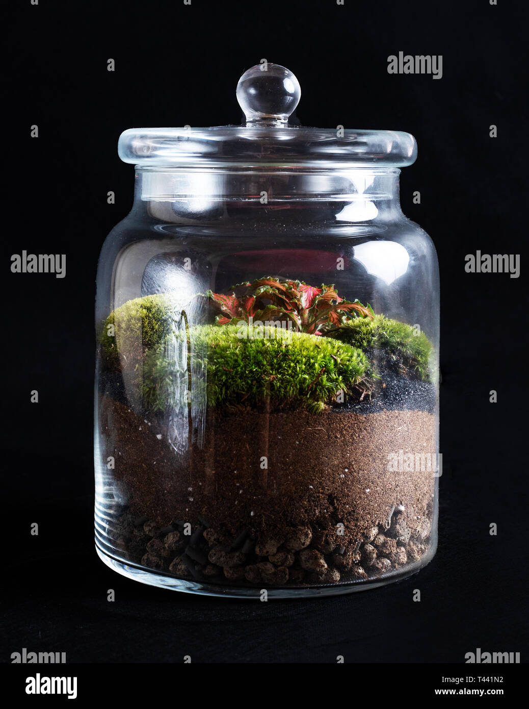 Jar of forest - plants in glass Stock Photo - Alamy