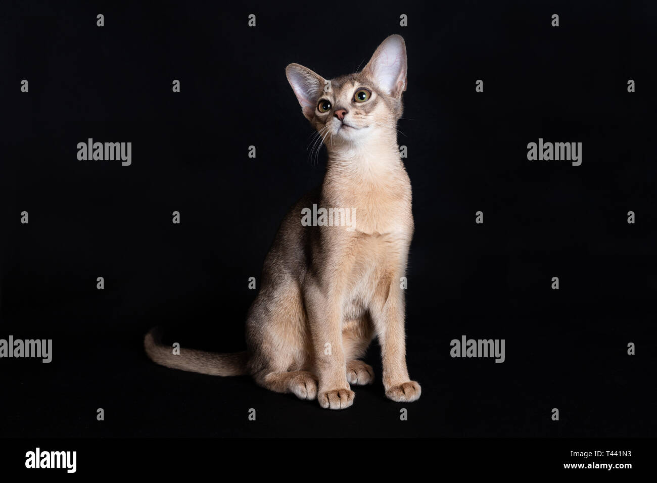 Abyssinian white eyes hi-res stock photography and images - Alamy