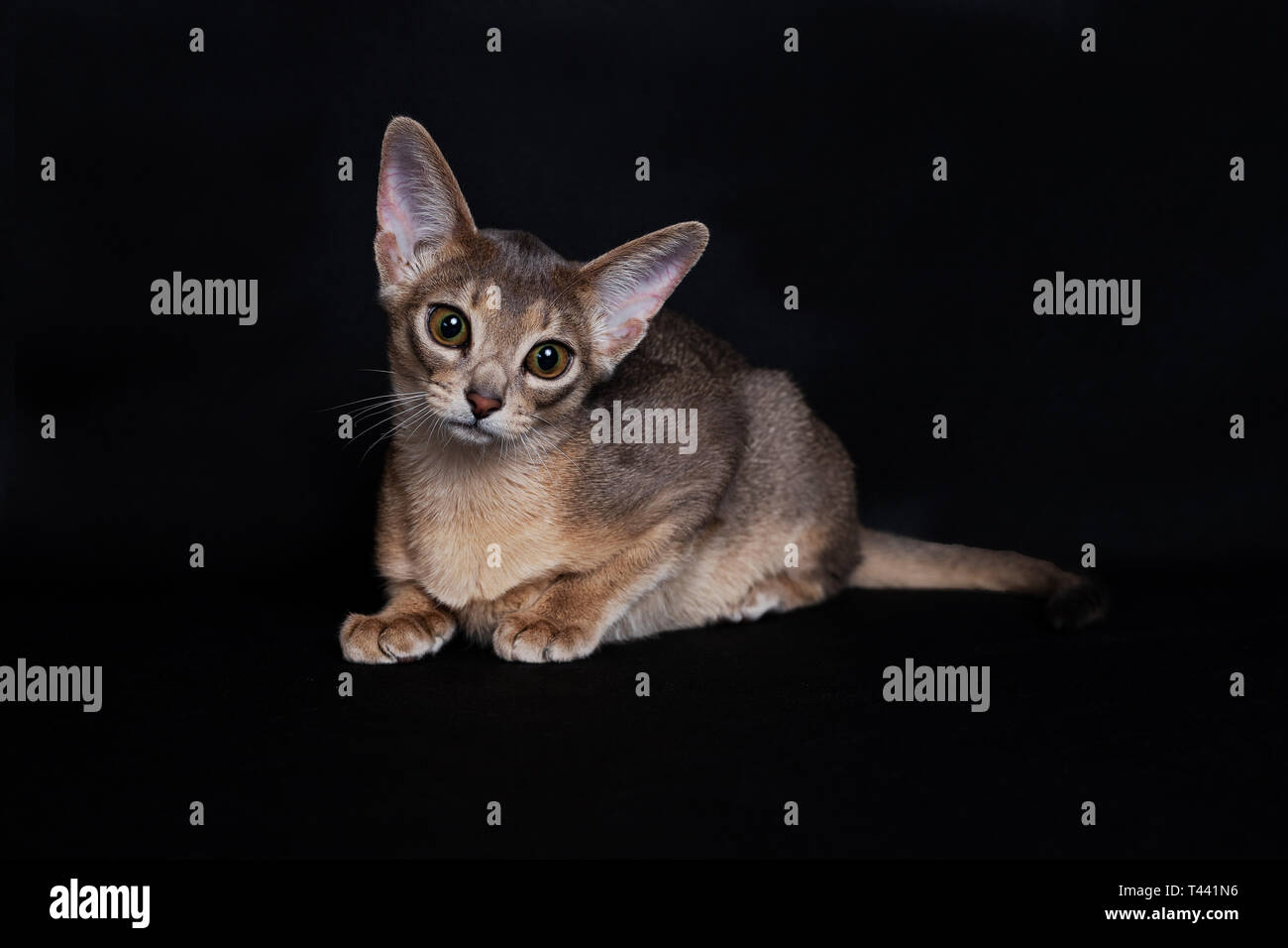 Abyssinian white eyes hi-res stock photography and images - Alamy