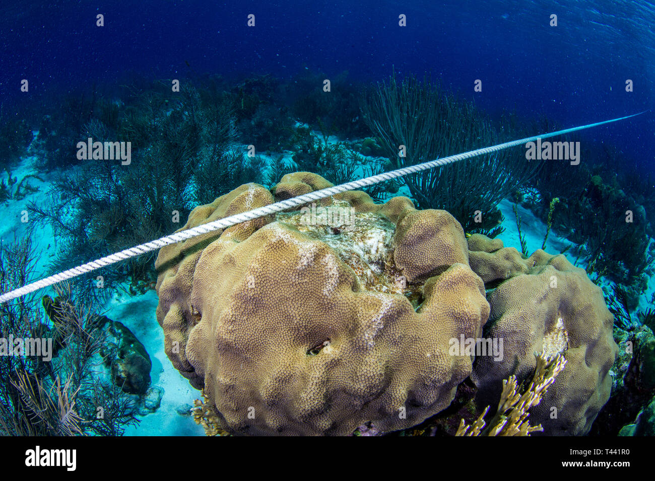 coral damaged by water warming and anchor Stock Photo - Alamy