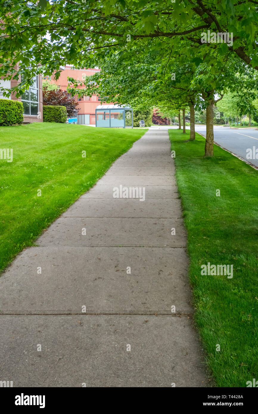 Plant under tree pavement hi-res stock photography and images - Alamy