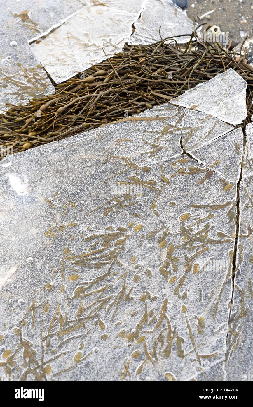 Rockweed (Ascophyllum nodosum) under sea ice, Northeast Harbor, Maine ...