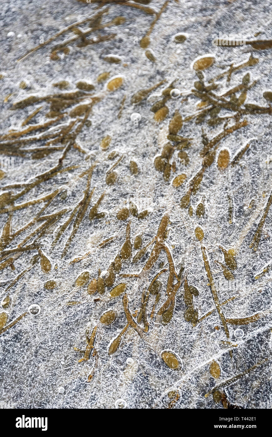 Rockweed (Ascophyllum nodosum) under sea ice, Northeast Harbor, Maine ...