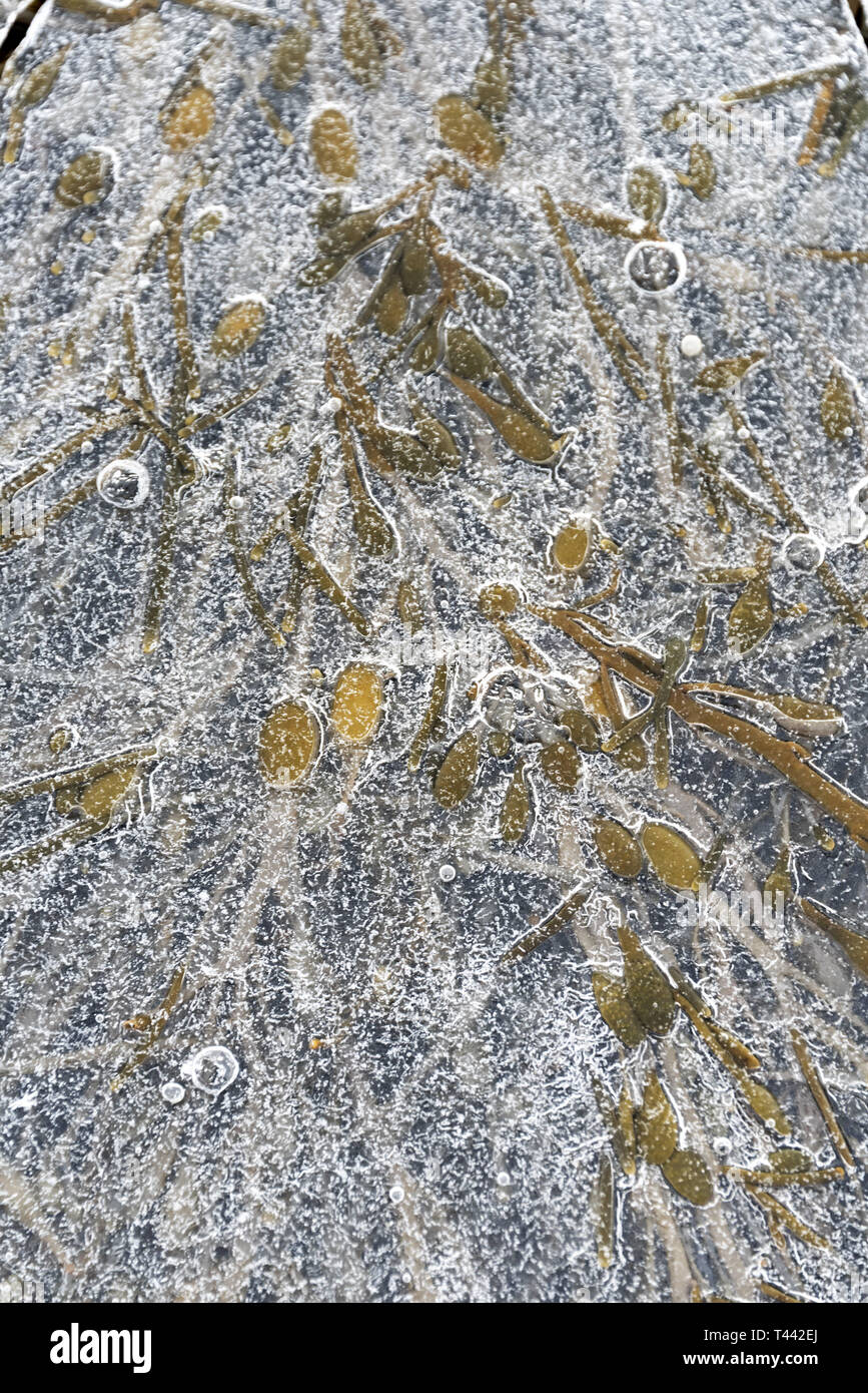 Rockweed (Ascophyllum nodosum) under sea ice, Northeast Harbor, Maine ...