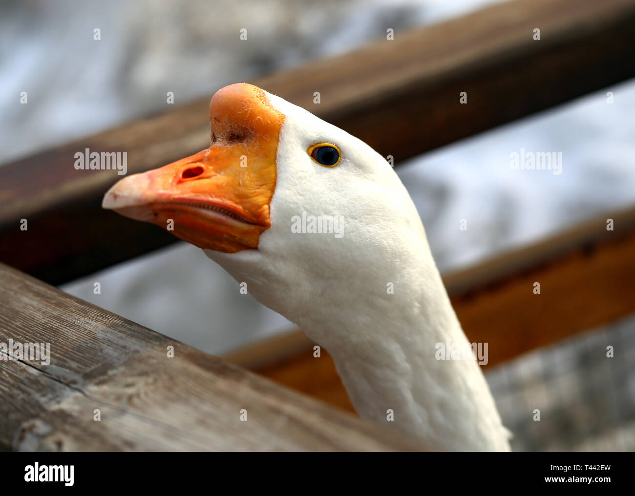 Beautiful goose hi-res stock photography and images - Alamy