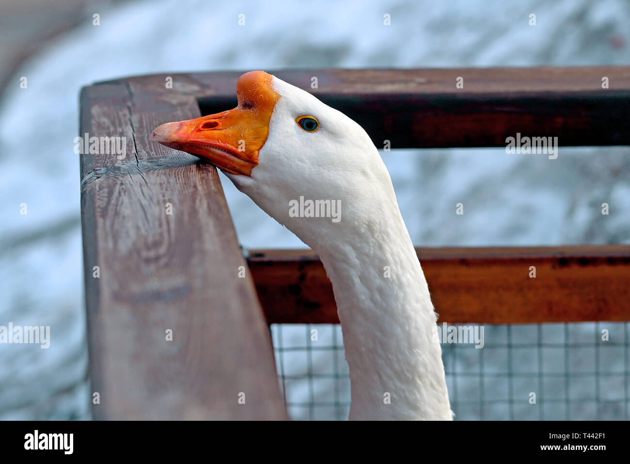 Male goose honking hi-res stock photography and images - Alamy