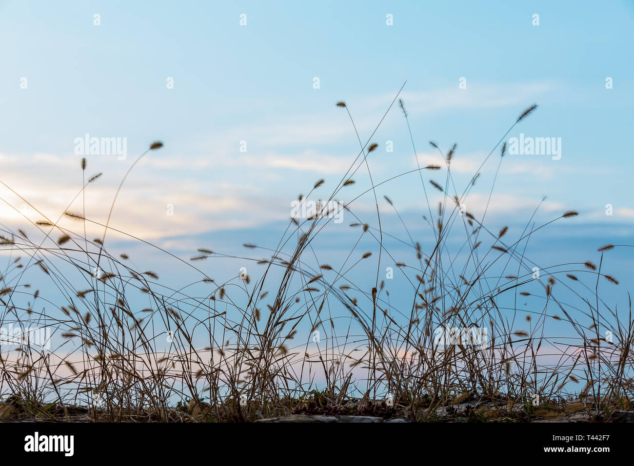 Prototype theory hi-res stock photography and images - Alamy
