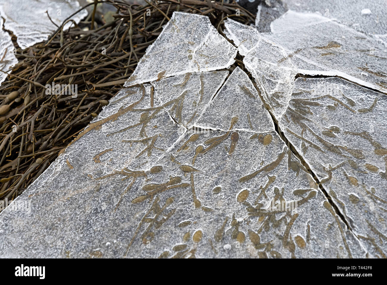 Rockweed (Ascophyllum nodosum) under sea ice, Northeast Harbor, Maine ...