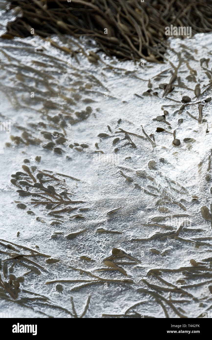 Rockweed (Ascophyllum nodosum) under sea ice, Northeast Harbor, Maine ...