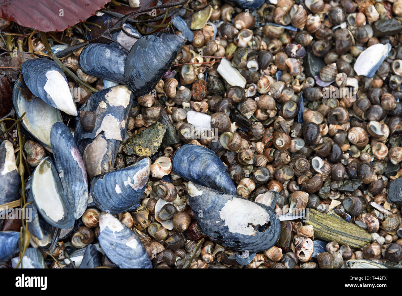 Blue mussels and Common Periwinkles washed up on the shore at Northeast ...
