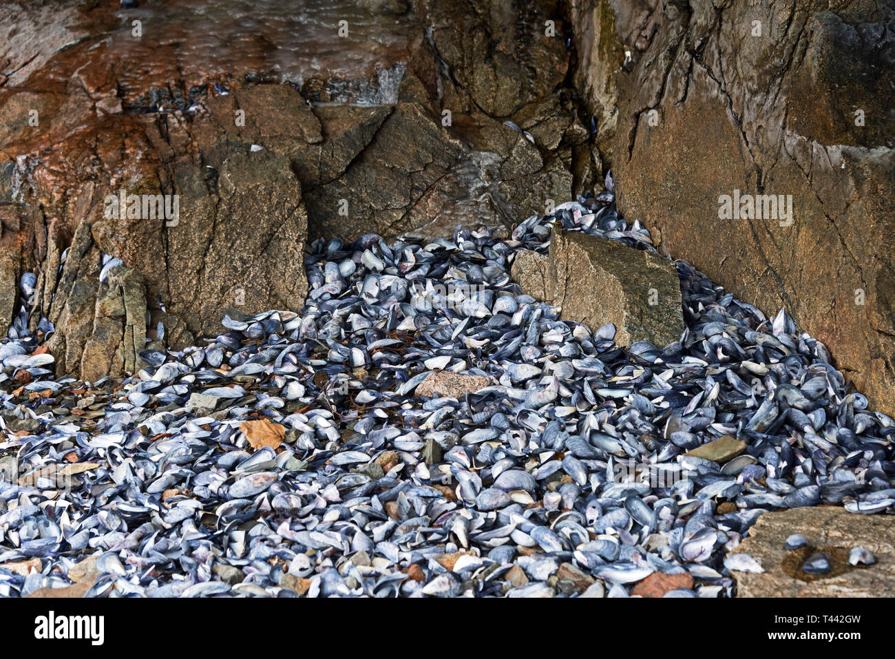 Thousands of Blue Mussel shells (Mytilus edulis) washed up on the shore ...