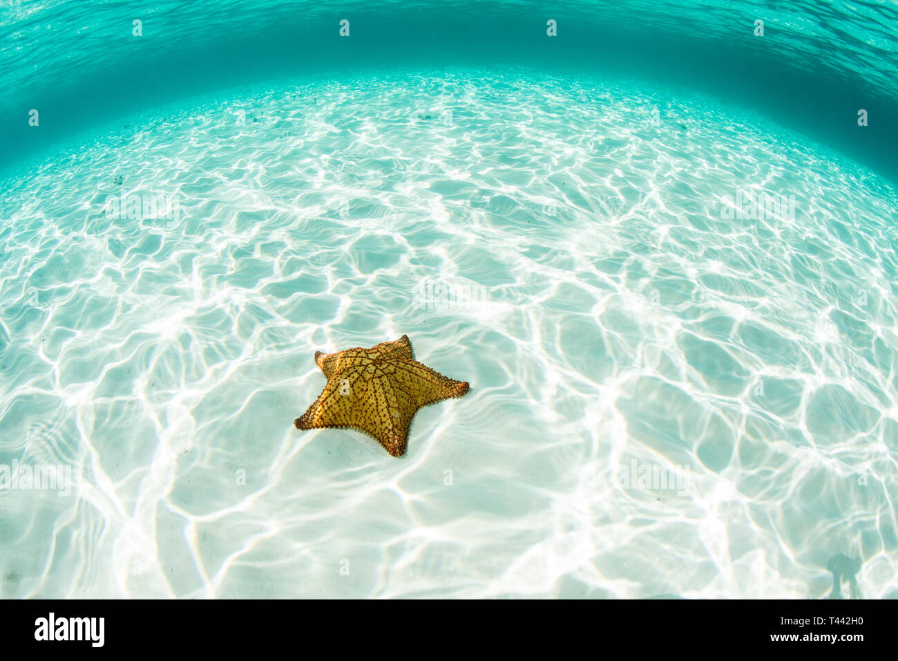 West indian starfish hi-res stock photography and images - Alamy