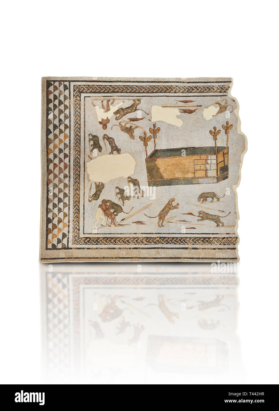 Roman Amphitheatre Animals Stock Photos & Roman Amphitheatre Animals ...