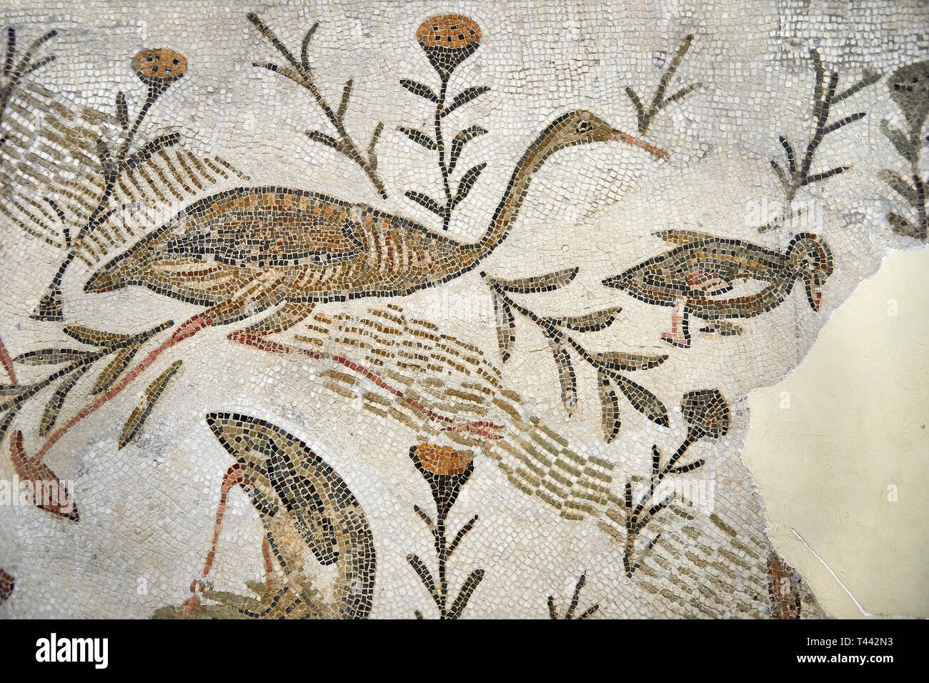 Roman bird mosaic hi-res stock photography and images - Alamy
