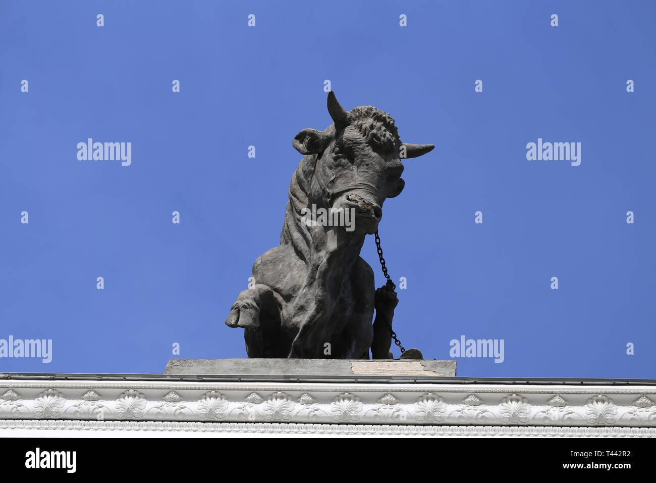 Beautiful bull against the blue sky at the exhibition of folk ...