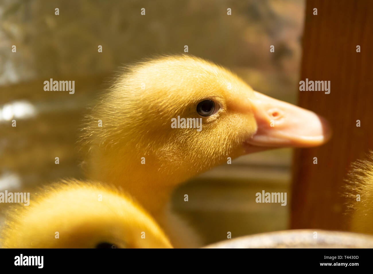 Full Grown Yellow Duck