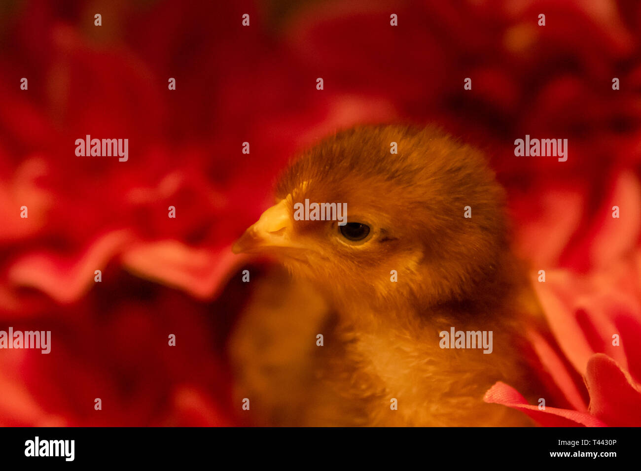 Polutry hi-res stock photography and images - Alamy