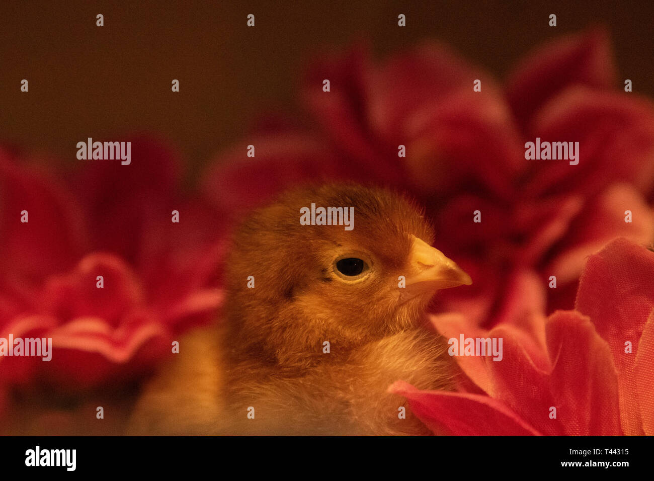 Cute chickens hi-res stock photography and images - Alamy