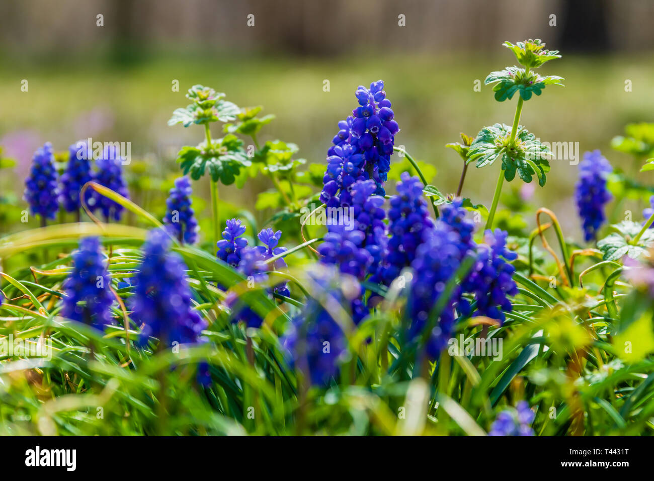 Blue Grape Hyacinth growing wild in Teresita, Oklahoma 2019 Stock Photo ...