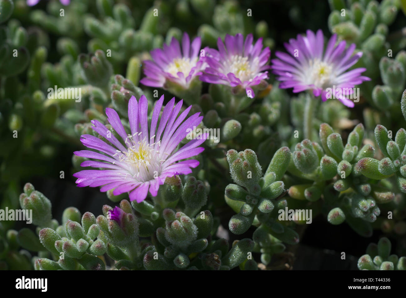 Aster wildflowers hi-res stock photography and images - Alamy