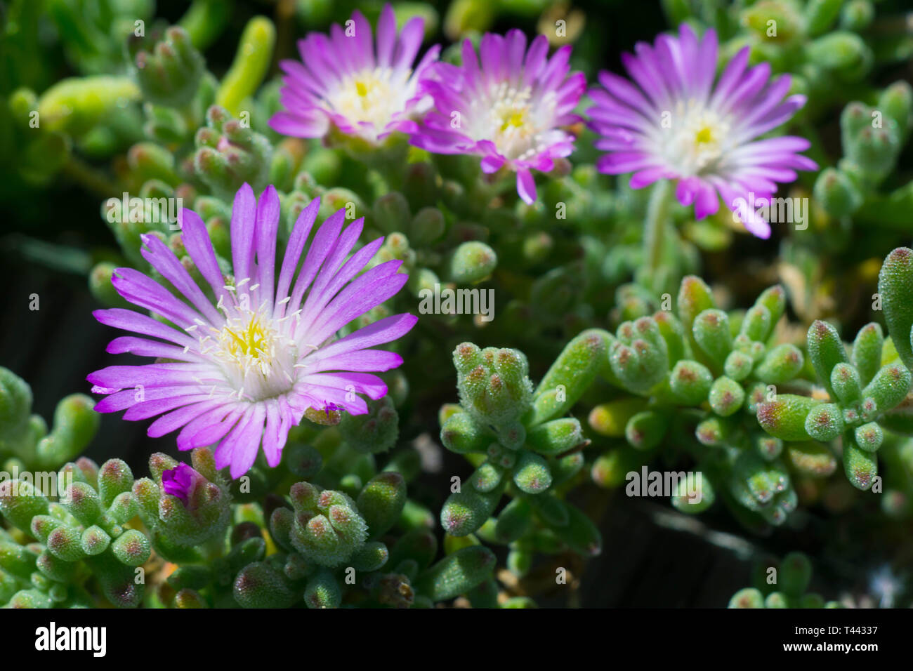Aster wildflowers hi-res stock photography and images - Alamy