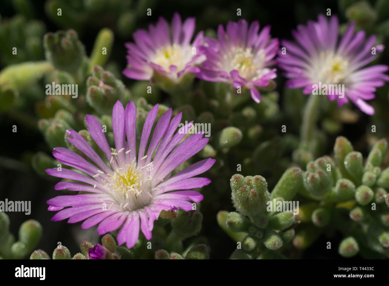 group of blooming common aster Stock Photo - Alamy