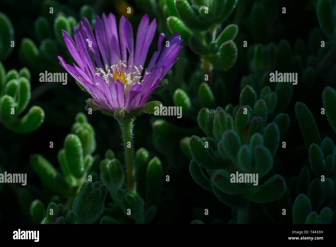 Common aster hi-res stock photography and images - Alamy