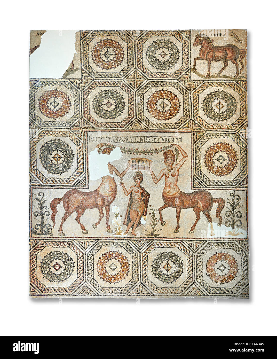 4th century Roman mosaic panel of the Goddess Venus from Ulules (Elles ...