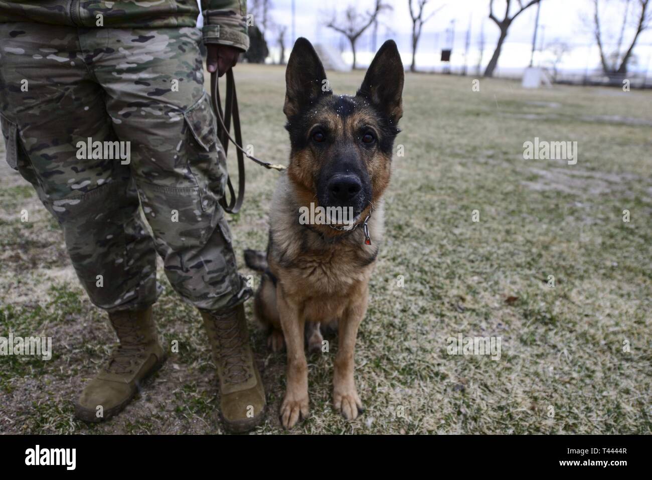 After a successful eight-year Air Force career, Military Working Dog ...