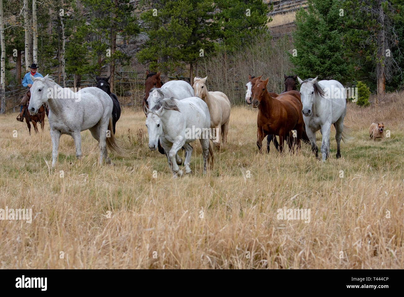 Hard working cowboy hi-res stock photography and images - Alamy