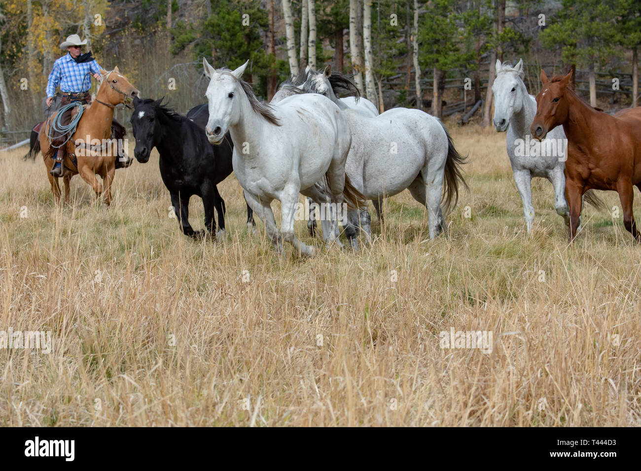 American cowboy working the herd in Wyoming Stock Photo - Alamy