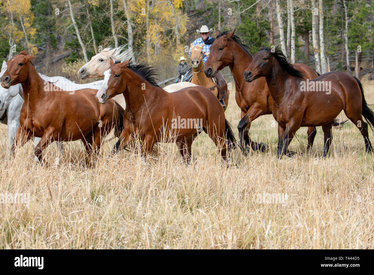 Cowboys herding horses hi-res stock photography and images - Alamy