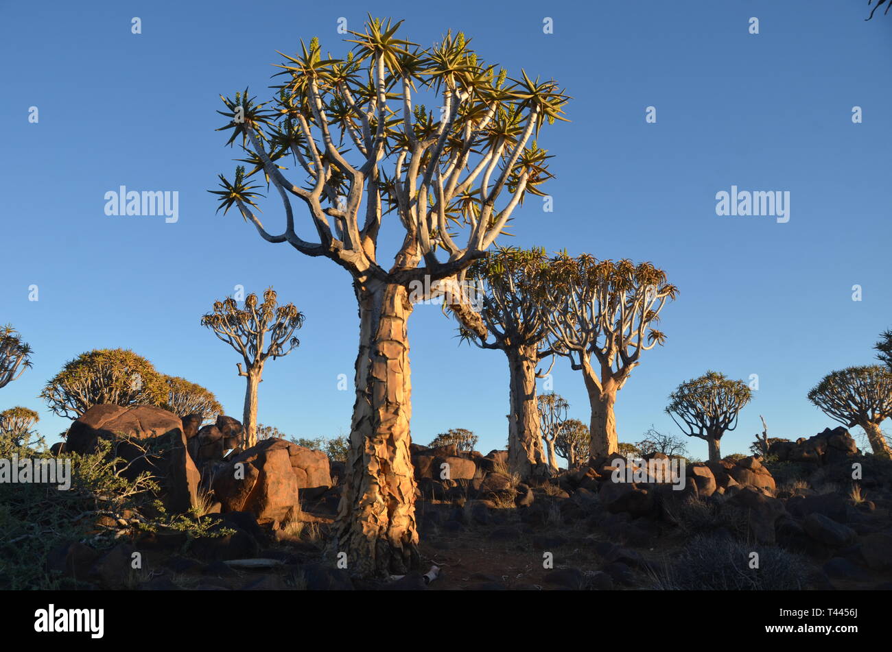 Desert landscape with a quiver tree (Aloe dichotoma), Namibia, Africa ...