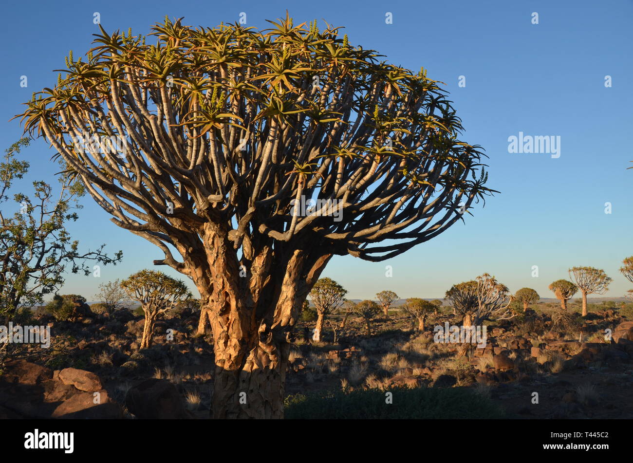 Desert landscape with a quiver tree (Aloe dichotoma), Namibia, Africa ...