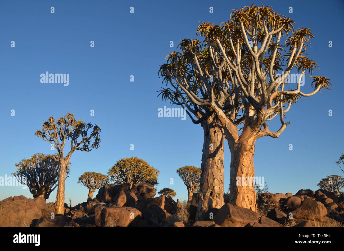 Desert landscape with a quiver tree (Aloe dichotoma), Namibia, Africa ...
