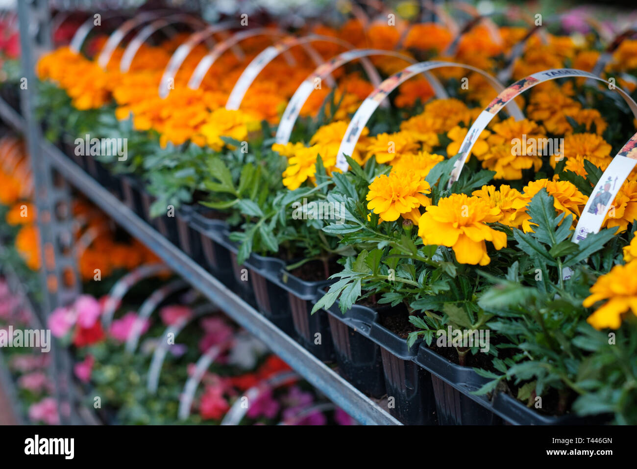Many colorful flowers in a row at nurseryor flower shop Stock Photo - Alamy