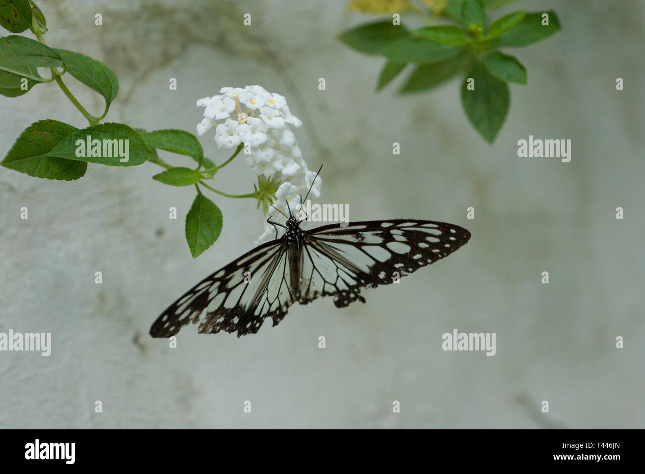 Glassy Tiger Butterfly, Parantica aglea, on flower, Klungkung, Bali ...