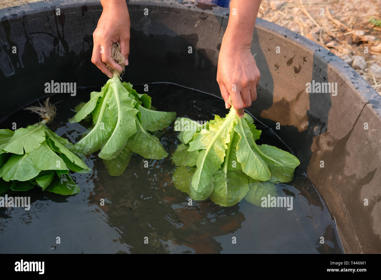 farmer washing cos lettuce salad vegetable in basin Stock Photo - Alamy