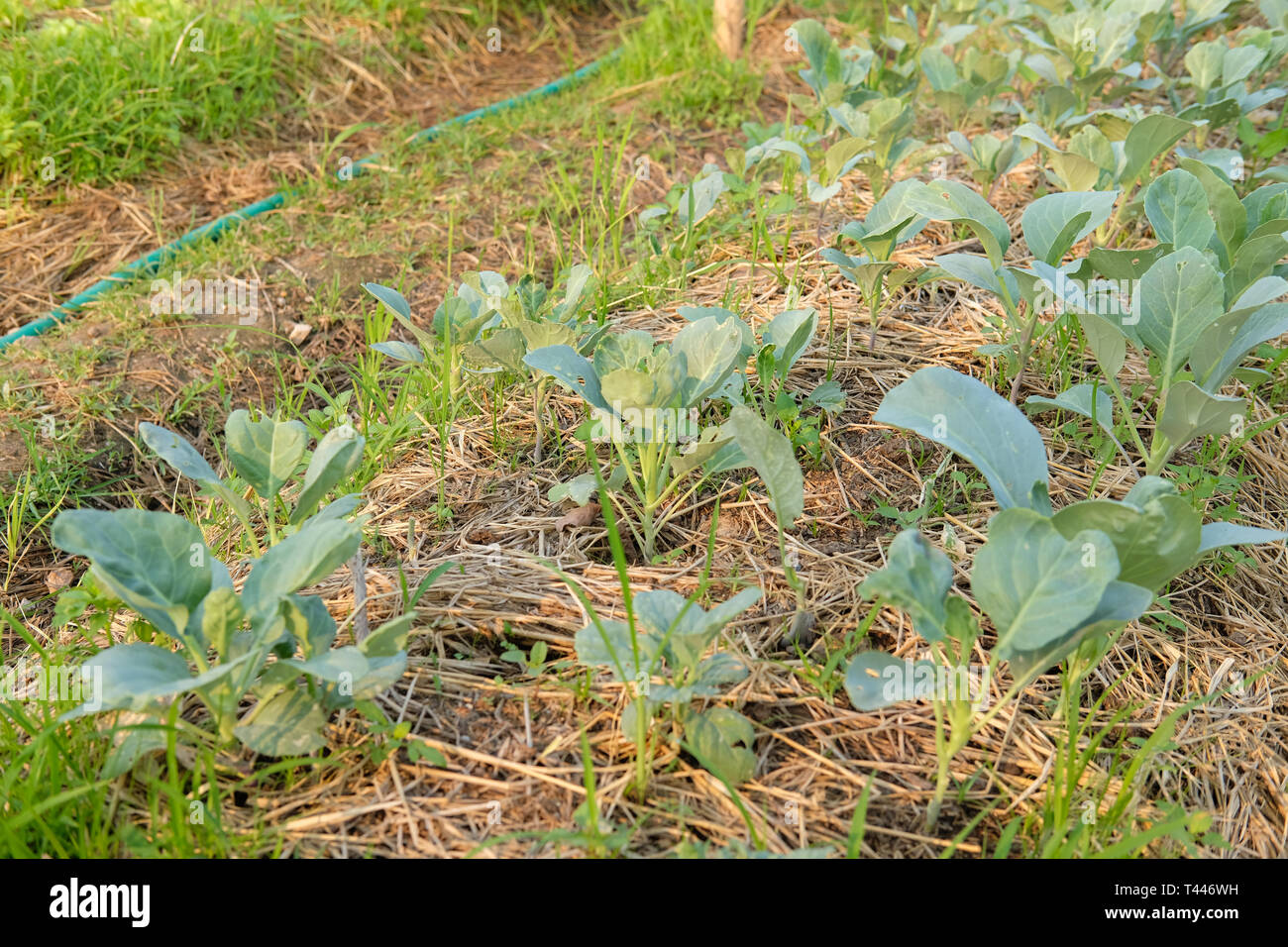 chinese kale plant growing in farm. vegatable plantation in garden ...