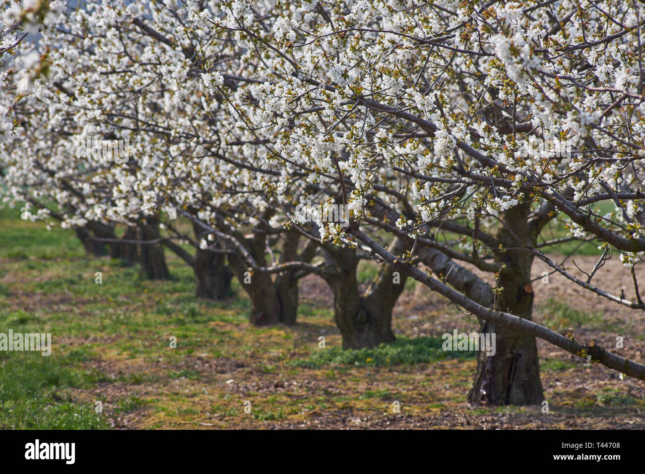 Blooming cherry trees Flourishing fruit trees in spring Stock Photo - Alamy