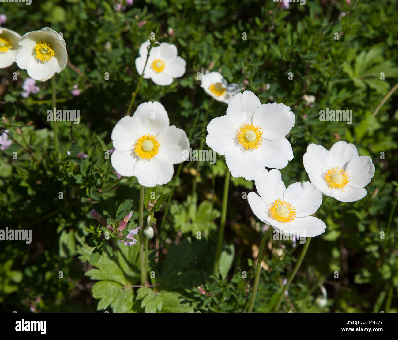 White flowers snowdrop anemone sylvestris hi-res stock photography and ...