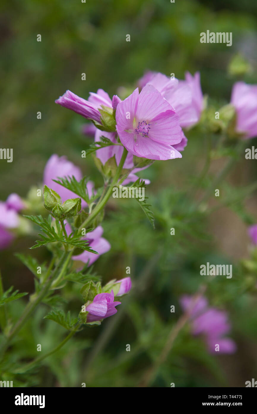 MALVA is a genus of about 30 species of herbaceous annual Stock Photo ...